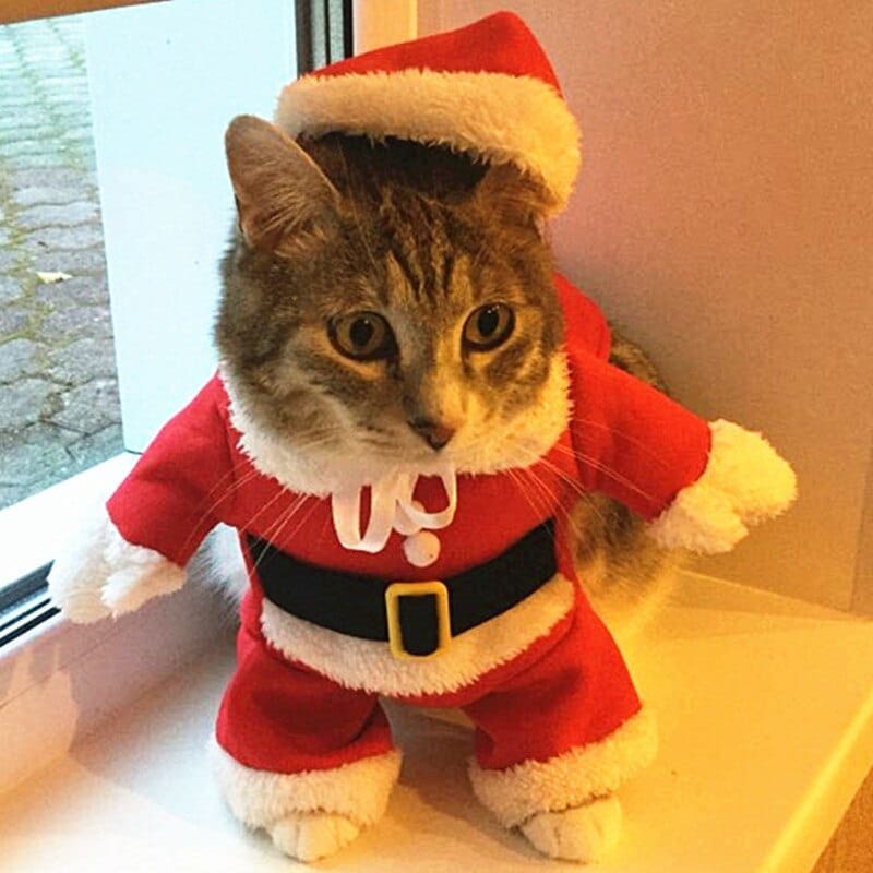 Costume Noel Pour Chat