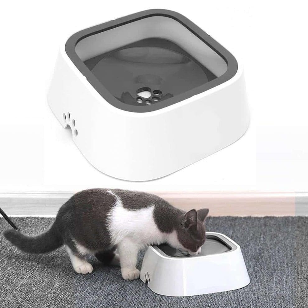 Trouvez votre Bol chat au meilleur prix | Livraison Gratuite